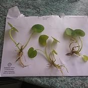 Proximus N1 3 X LARGE Amazon Frogbit/Limnobium laevigatum/Live Aquarium ...