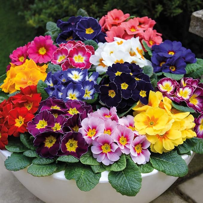 Primrose Husky Mixed Primula Lots of Lovely Bright Colours Hardy ...