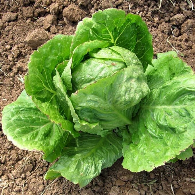 Lechuga iceberg"Reina del verano" - variedad crujiente y temprana ...