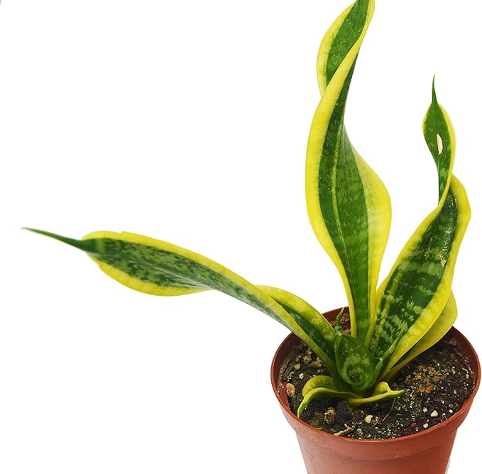 Amazon.com: Snake Plant 'Twisted Sister' in 4" Pot - Sansevieria ...