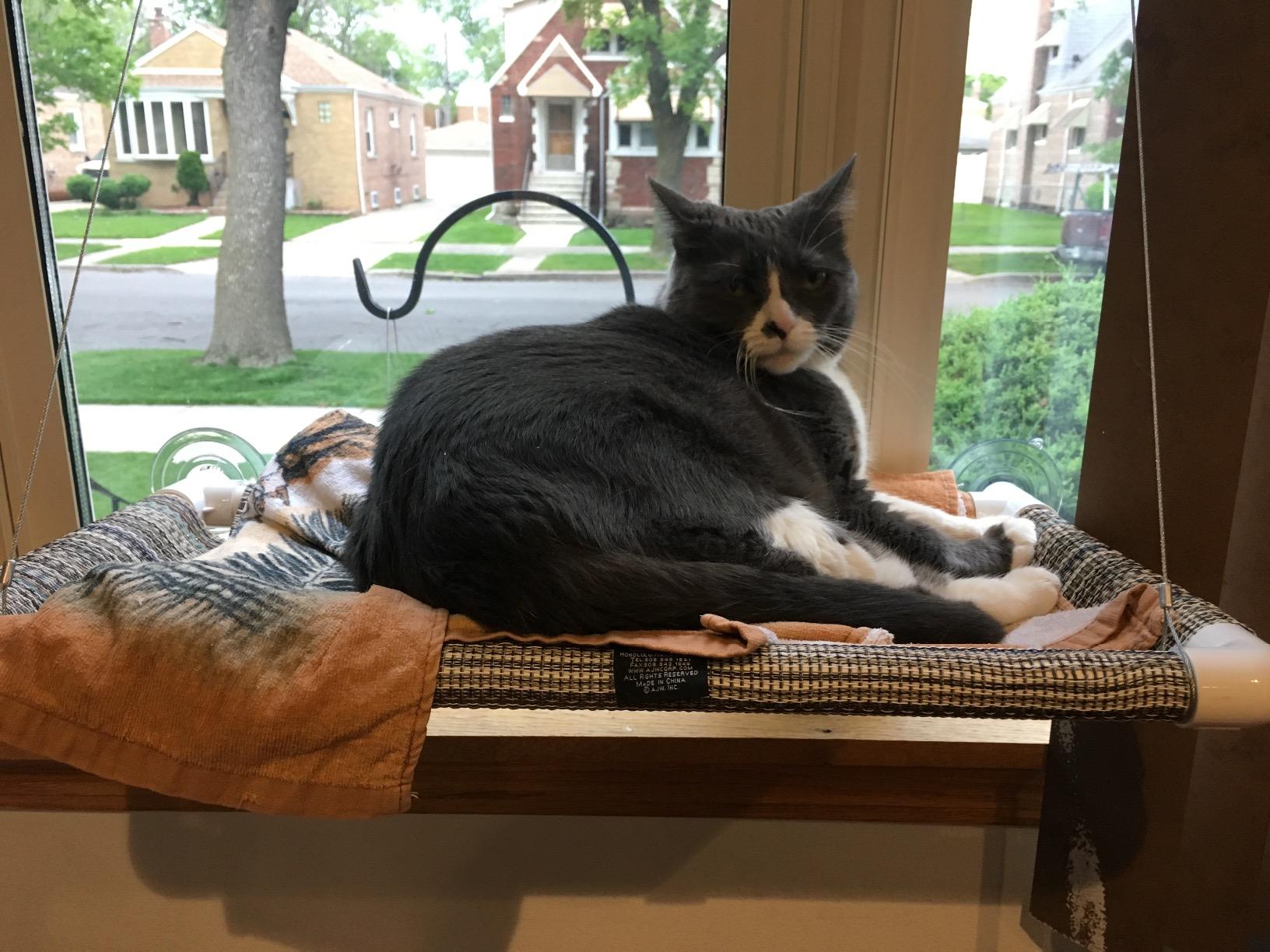 Pictures – Kitty Cot Original™