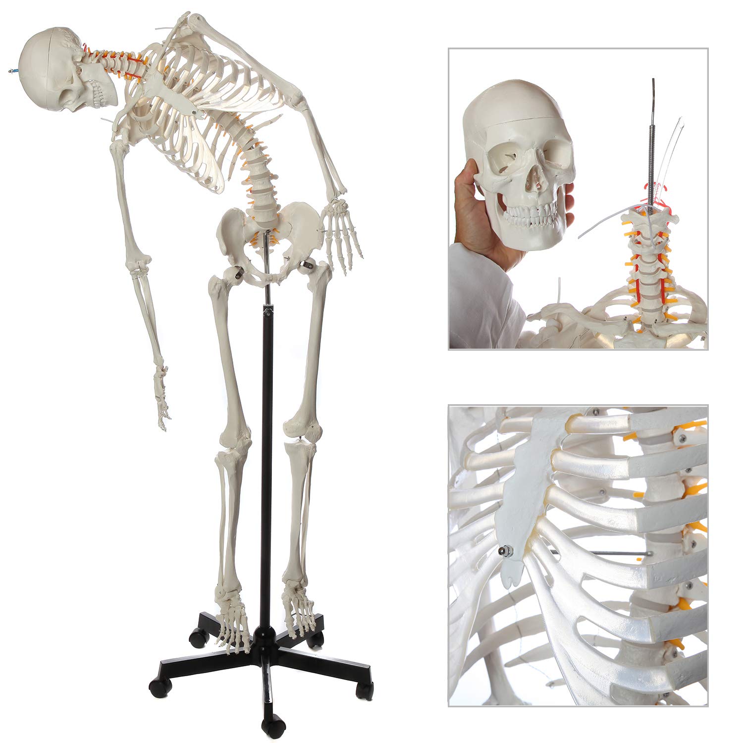 Mua Flexible Life-Size Skeleton Anatomical Model Bundle, 5' 6 ...