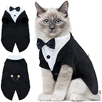 Gatinhos Fofos De Smoking Conheça As 10 Raças De Gatos Que Possuem