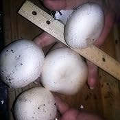 White Button Mushroom Growing Kit ~ makes it EASY to grow Your FRESH ...