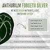 Anthurium Forgetii Silver by LEAL PLANTS ECUADOR| in Saudi Arabia ...