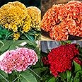 Amazon.com : 300+ Rare Mixed Cockscomb Seeds for Planting : Patio, Lawn ...