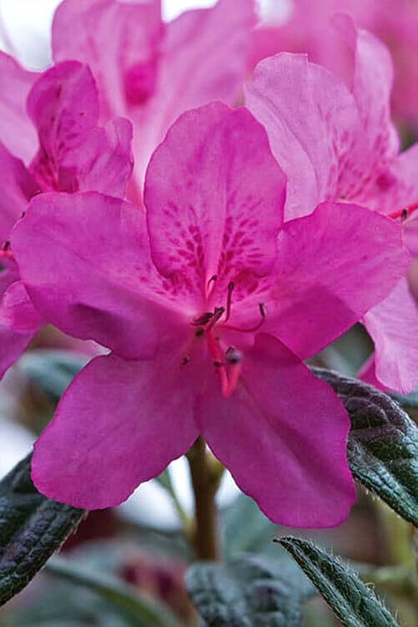 Amazon.com : Encore Azalea Autumn Amethyst (Ornamental, Bush, Shrub ...