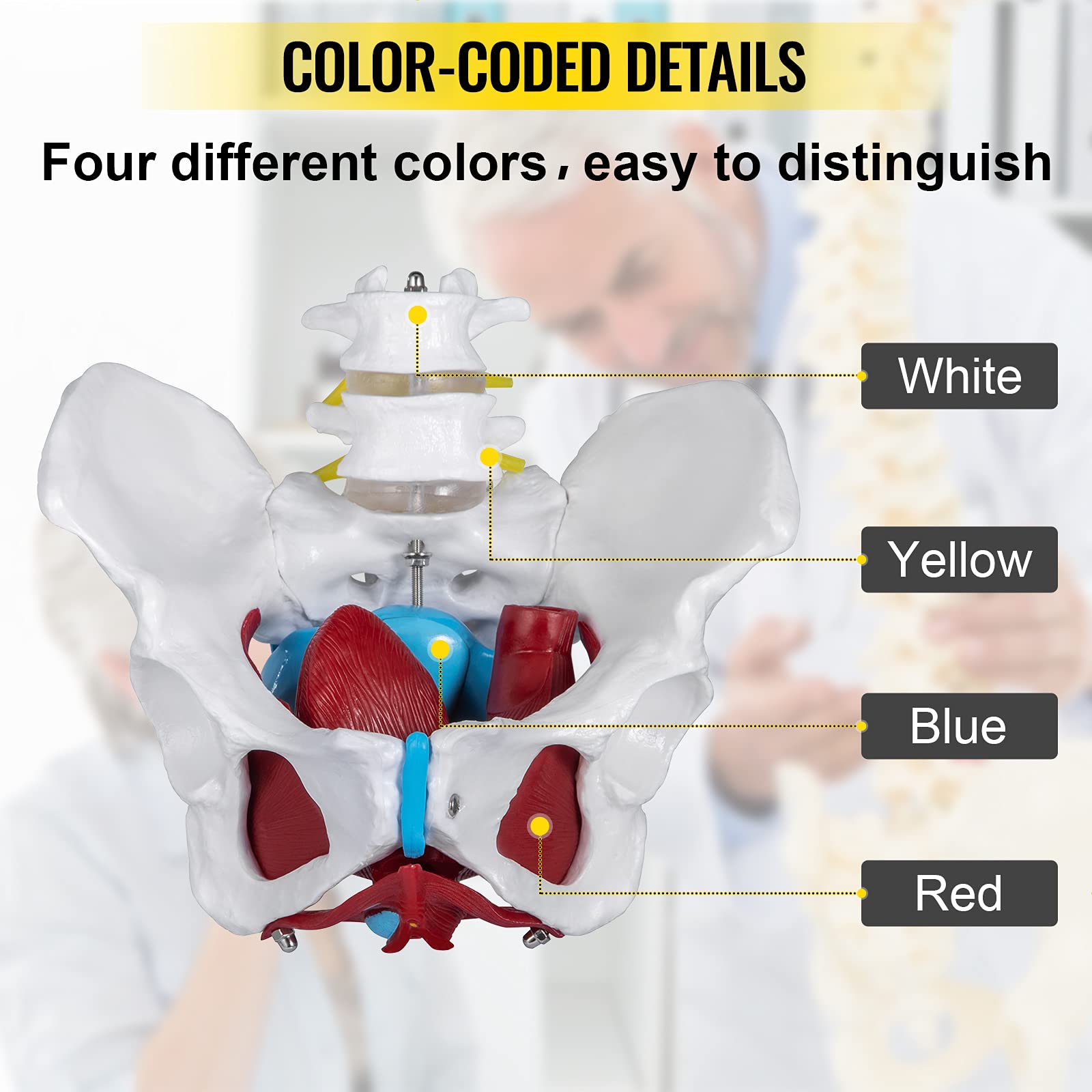 Mua VEVOR Pelvic Floor Model, Scientific Anatomy Model, Colored Female ...