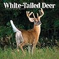 Amazon.com: Carousel Calendars, White Tailed Deer 2025 Wall Calendar ...