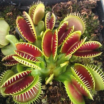 50 Pieces Flytrap Plants Seed Rare Venus Flytrap Philippines | Ubuy