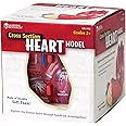 Learning Resources Cross-Section Human Heart Model, Large Foam ...