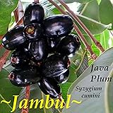 Amazon.com : ~Java Plum~ Syzygium cumini JAMBUL Fruit Tree Live Large ...