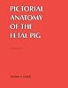 Pictorial Anatomy of the Fetal Pig in Bahrain | Whizz Anatomy