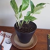 Amazon.com : Marble Queen Devil's Ivy - Pothos - Epipremnum - 4" Pot ...