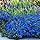 1Litre (12cm) Pot Lithodora Diffusa Heavenly Blue Low Spreading ...