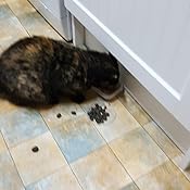 Silent Roar Lion Manure - Cat Repellant: Amazon.co.uk: Garden & Outdoors