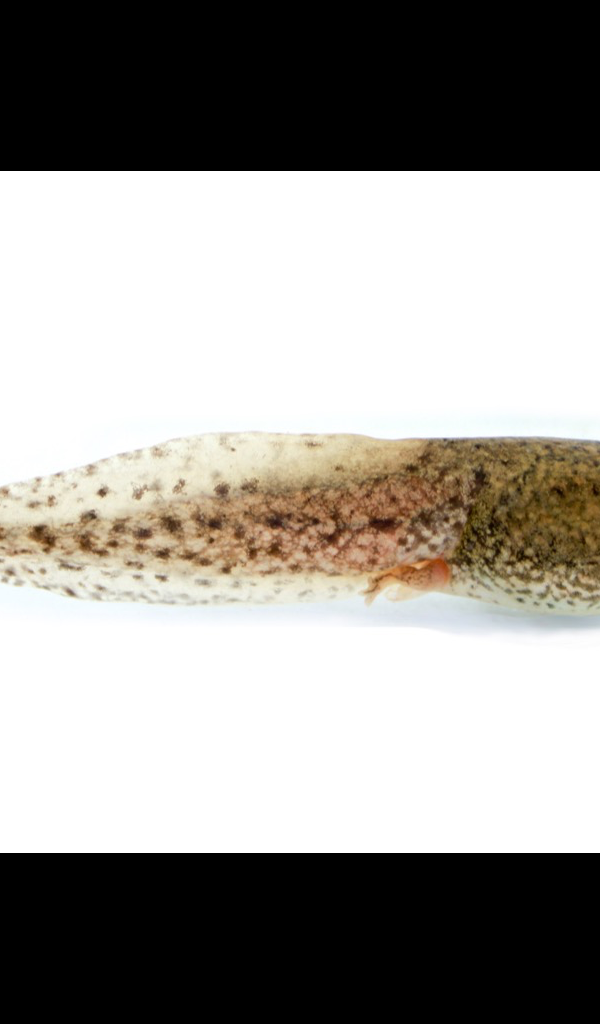 tadpole Wallpaper -- HD Wallpapers of tadpoles!:Amazon.com:Appstore for ...