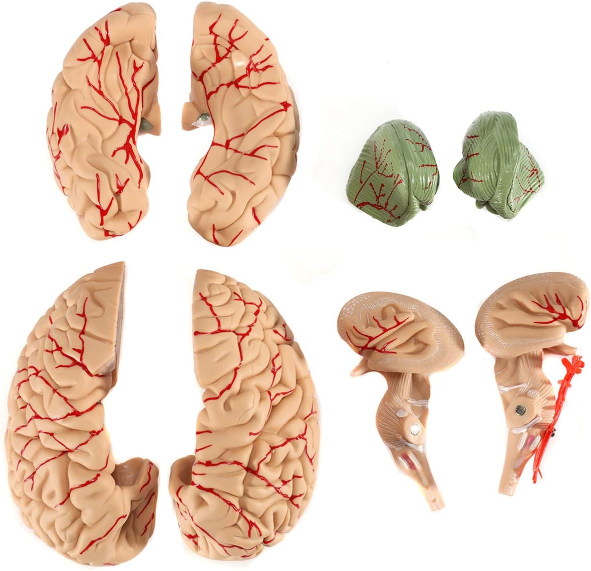 Human Brain Model for Teaching Neuroscience with Vessels Life Size ...