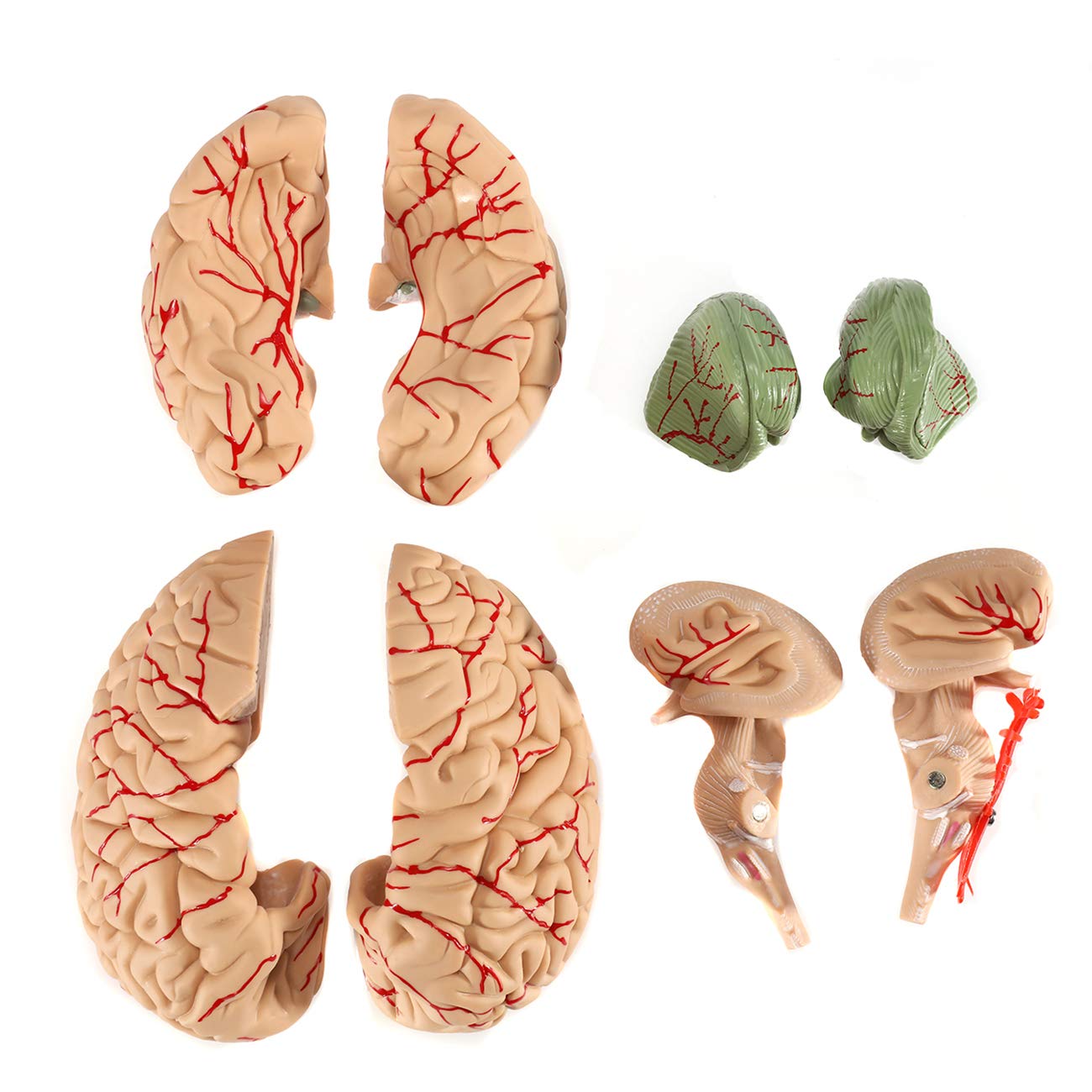 Human Brain Model for Teaching Neuroscience with Vessels Life Size ...