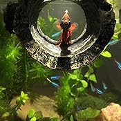 Zoo Med BL-10E Floating Betta Log: Amazon.co.uk: Pet Supplies