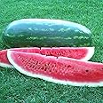 Amazon.com : 40 Organic Congo Watermelon Seeds Heirloom - Non-GMO ...