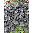 Amazon.com : Sweet Potato Vine,3 Starter Plants, Ace of Spades : Patio ...
