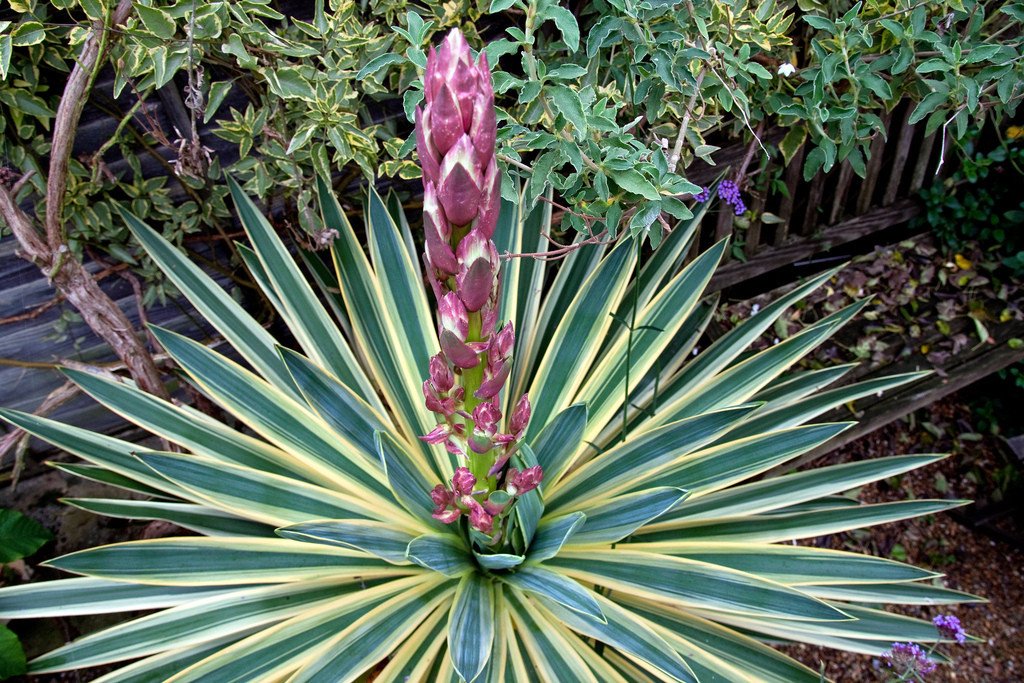 Yucca Gloriosa Variegata - Spanish Dagger,Plant in 9cm Pot: Amazon.co ...