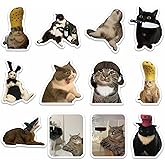 Amazon.com: 12Pcs Funny Cat Meme Fridge Magnets Cute Refrigerator ...