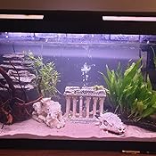 Java Fern Growing on Bogwood Small bogwood 6" approx live plants ...