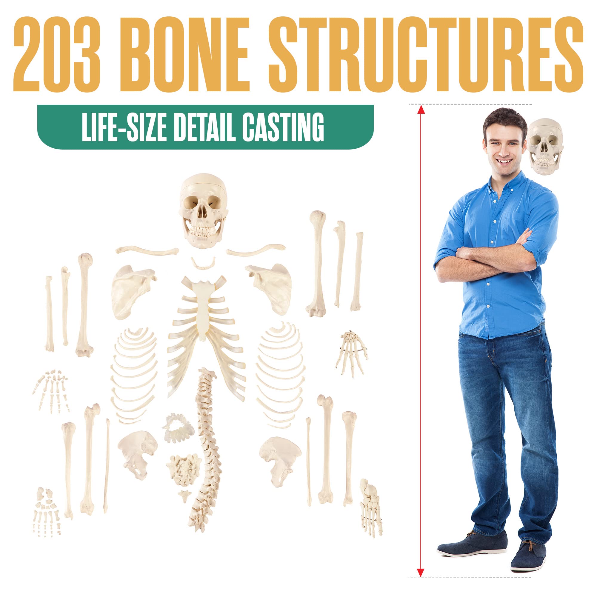 Mua Houseables Disarticulated Human Skeleton, Human Skeleton Model for ...