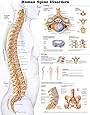 Amazon.com: Human Spine Disorders Anatomical Chart: Home & Kitchen
