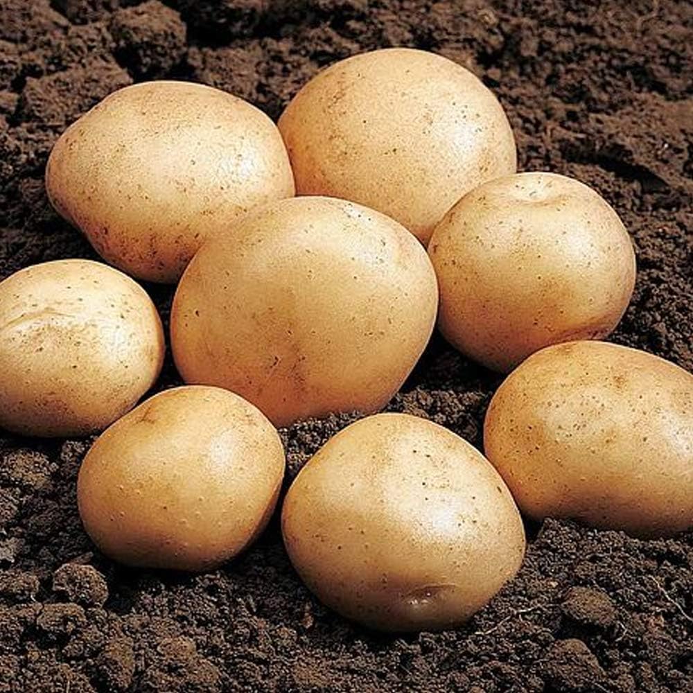 10 Pcs Seed Potato Rockets- Heavy Cropping Variety with White Flesh ...