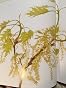 Amazon.com: Seeing Trees: Discover the Extraordinary Secrets of ...