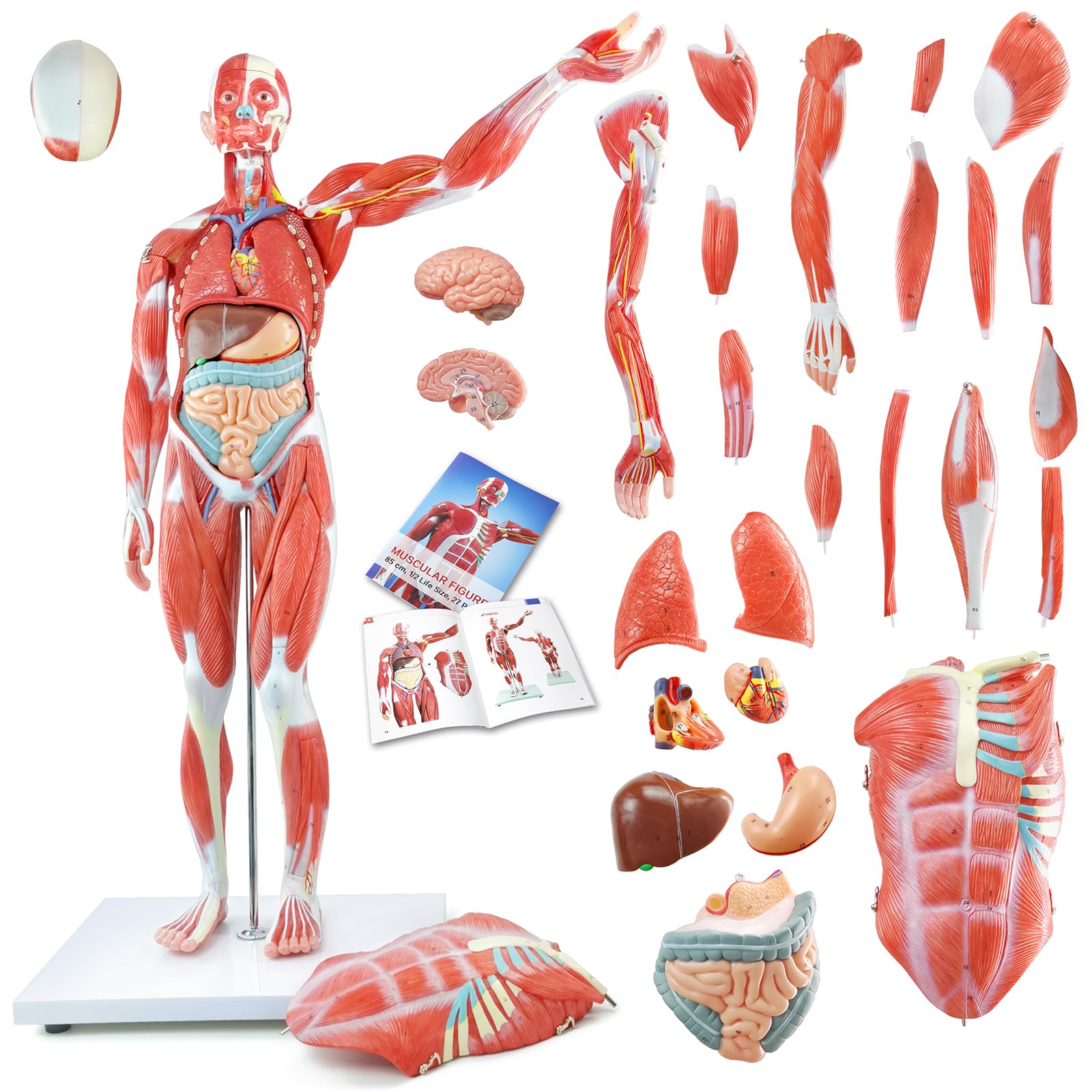 Mua Human Muscle and Organ Model, 27-Part Half Life-Size Human Body ...