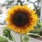 Amazon.com: Seed Needs, Firecracker Sunflower (Helianthus annuus) Twin ...