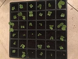 Amazon.com : Albizia Julibrissin Bonsai Seeds - Rare Persian Pink ...