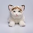 Amazon.com: FLUFFYFUN Blinks, Meows & Purrs Realistic Stuffed Cat ...