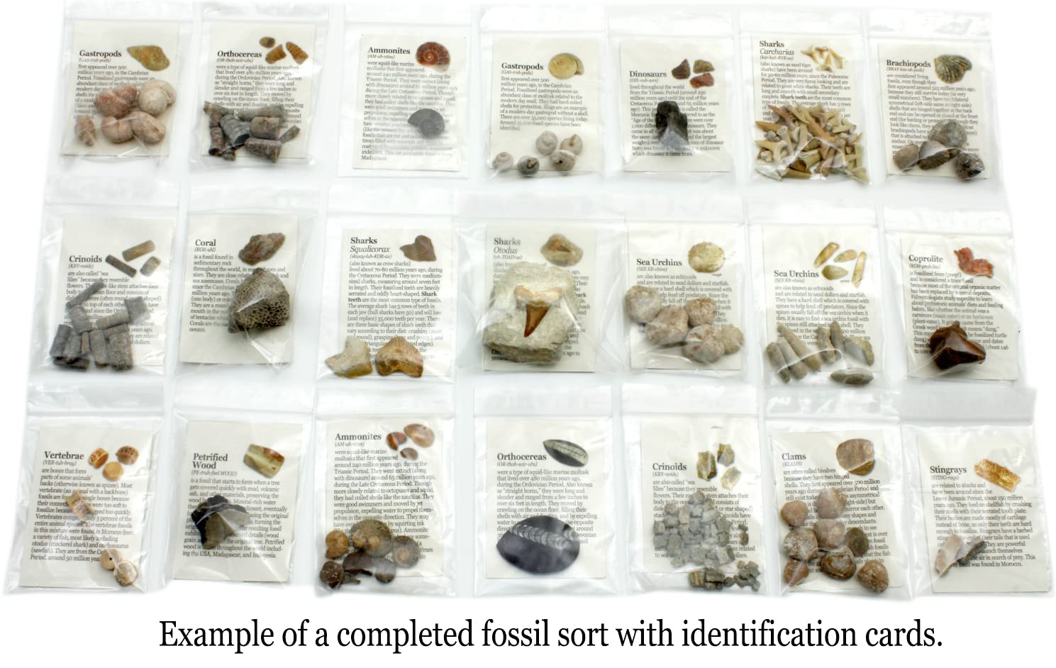 Mua Fossil Collection Sorting Activity Kit with Over 100 Pcs (More Than ...