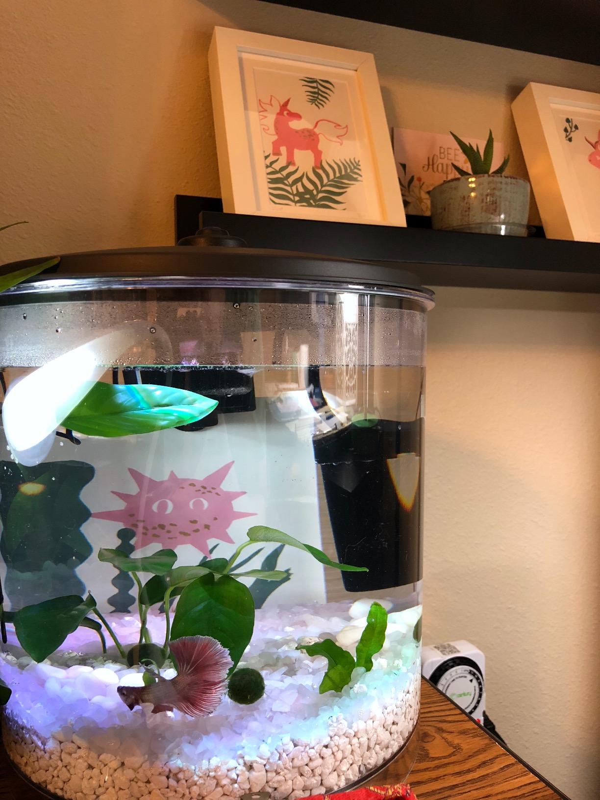 $7/mo - Finance Koller Products AquaView 2-Gallon 360 Aquarium with ...