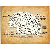 Amazon.com: The Human Brain Poster Series - Set of 5 LAMINATED Posters ...