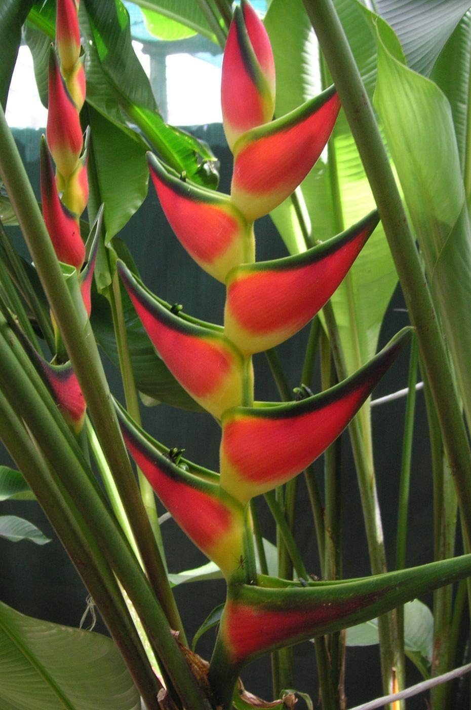 Heliconia Wagneriana Rainbow Plant Spectacular Amazing Colors Rare 5 ...