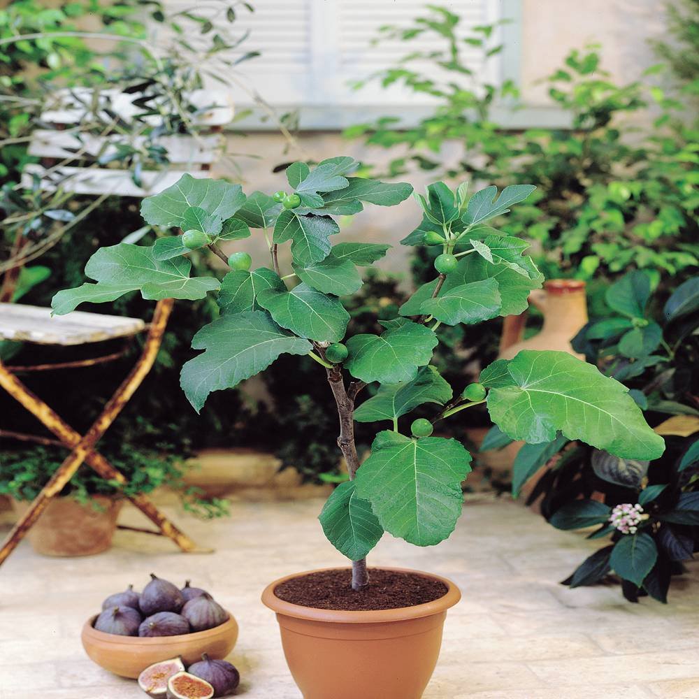 Fig Tree - Ficus carica Jerusalem - 1 tree: Amazon.co.uk: Garden & Outdoors