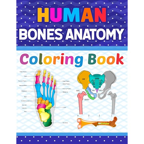 Bones Flashcards Easy Notecards Print Exercise 10: The Axial Skeleton