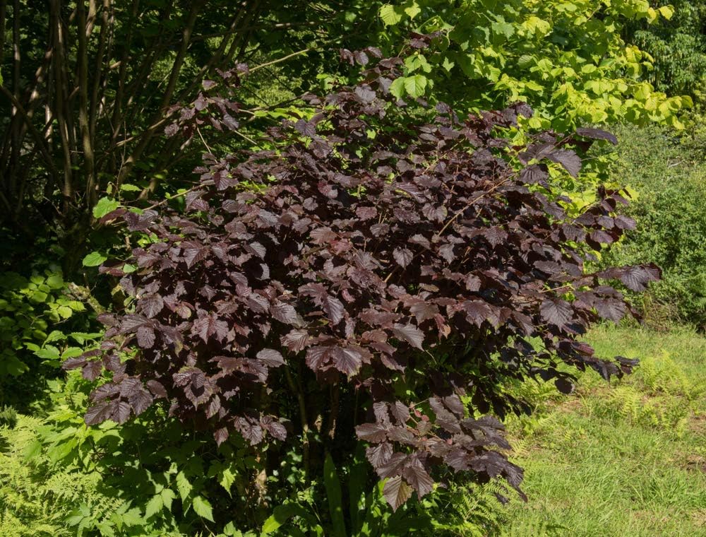 Corylus Maxima 'Purpurea' / Purple-leaved Filbert, 2-3ft Tall, Strong ...