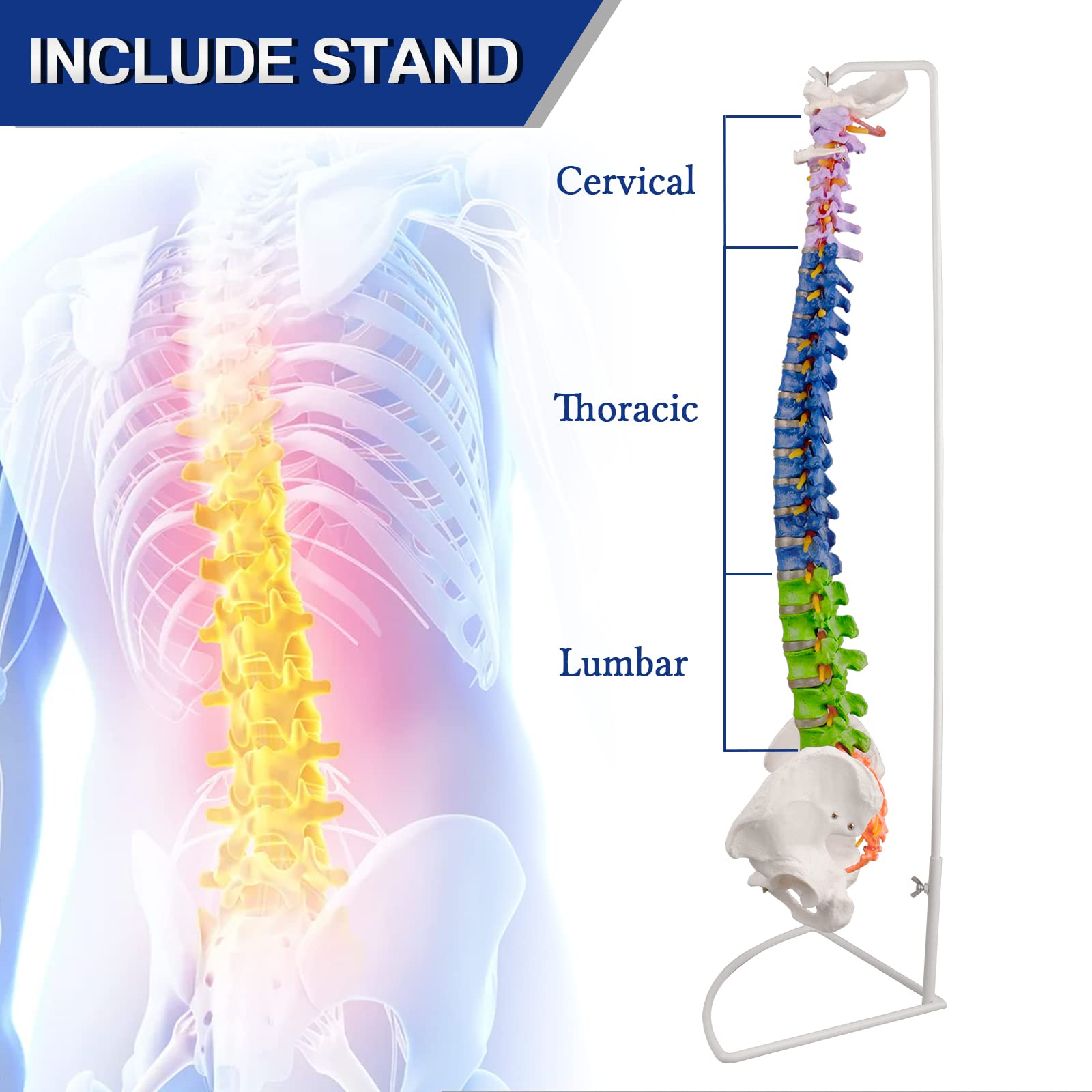 Mua Ultrassist Life Size Human Spine Model, 34" Flexible Spinal Cord ...