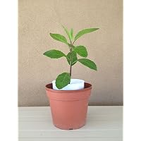 Amazon.com : Gynura Procumbens, Longevity Spinach : Patio, Lawn & Garden