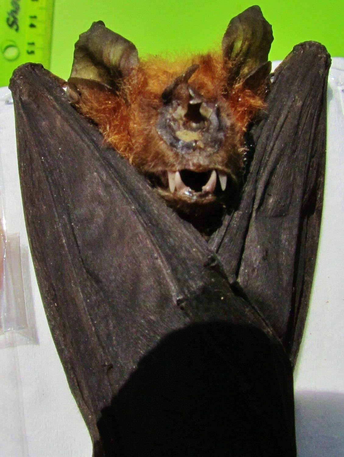 Lot of 10 Intermediate Roundleaf Bat Hipposideros larvatus Hanging ...