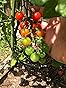 Amazon.com : MEXICO MIDGET TOMATO SEEDS - Very Sweet with an ...