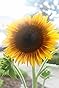 Amazon.com: Seed Needs, Firecracker Sunflower (Helianthus annuus) Twin ...