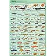 Amazon.com: Fish Species Educational and Decorative Chart Poster 24 x ...